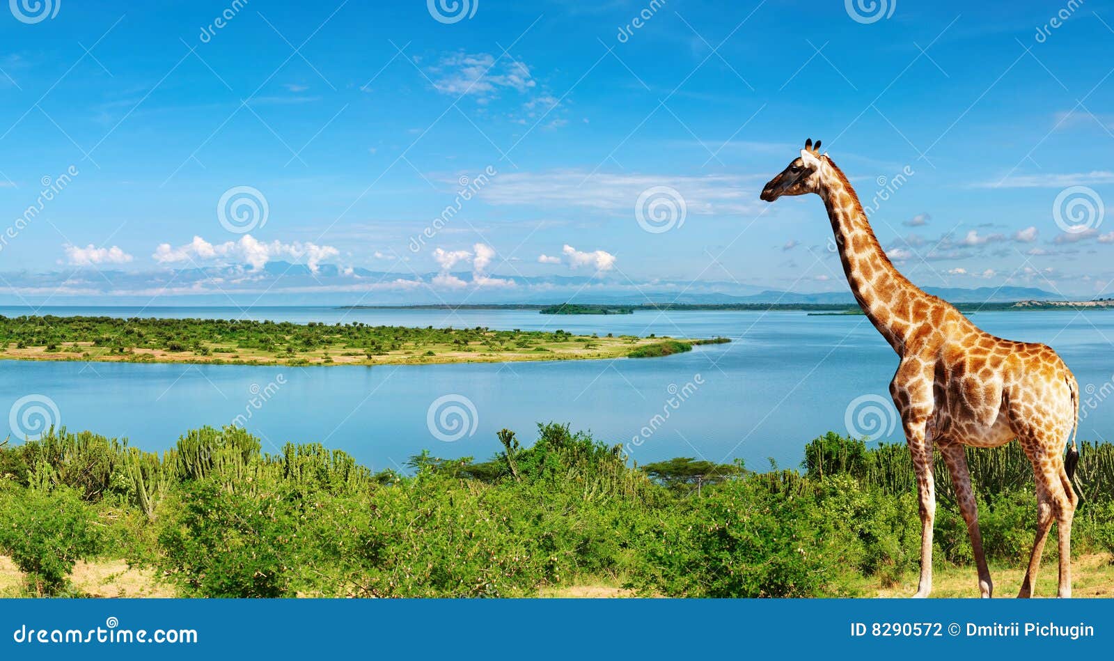Nile river, Uganda stock photo. Image of safari, environment - 8290572