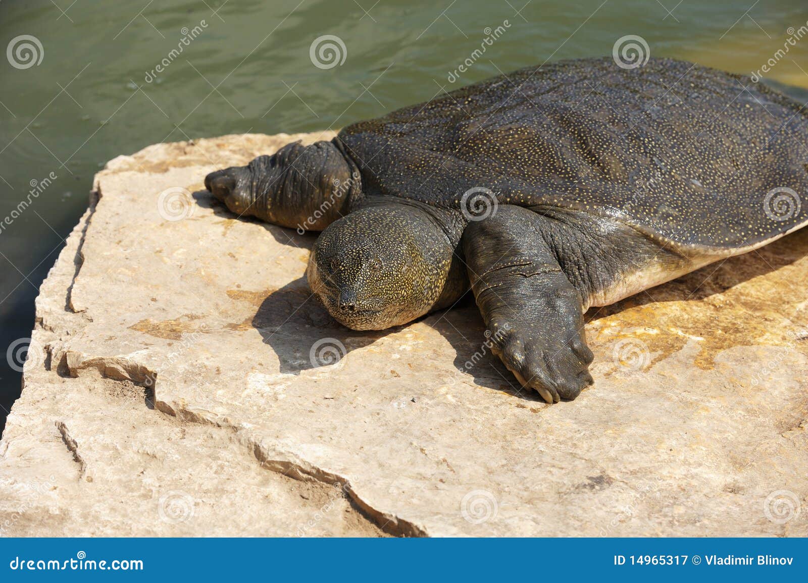 Nile Soft-shelled Turtle (Trionyx Triunguis) Stock Image - Image of ...