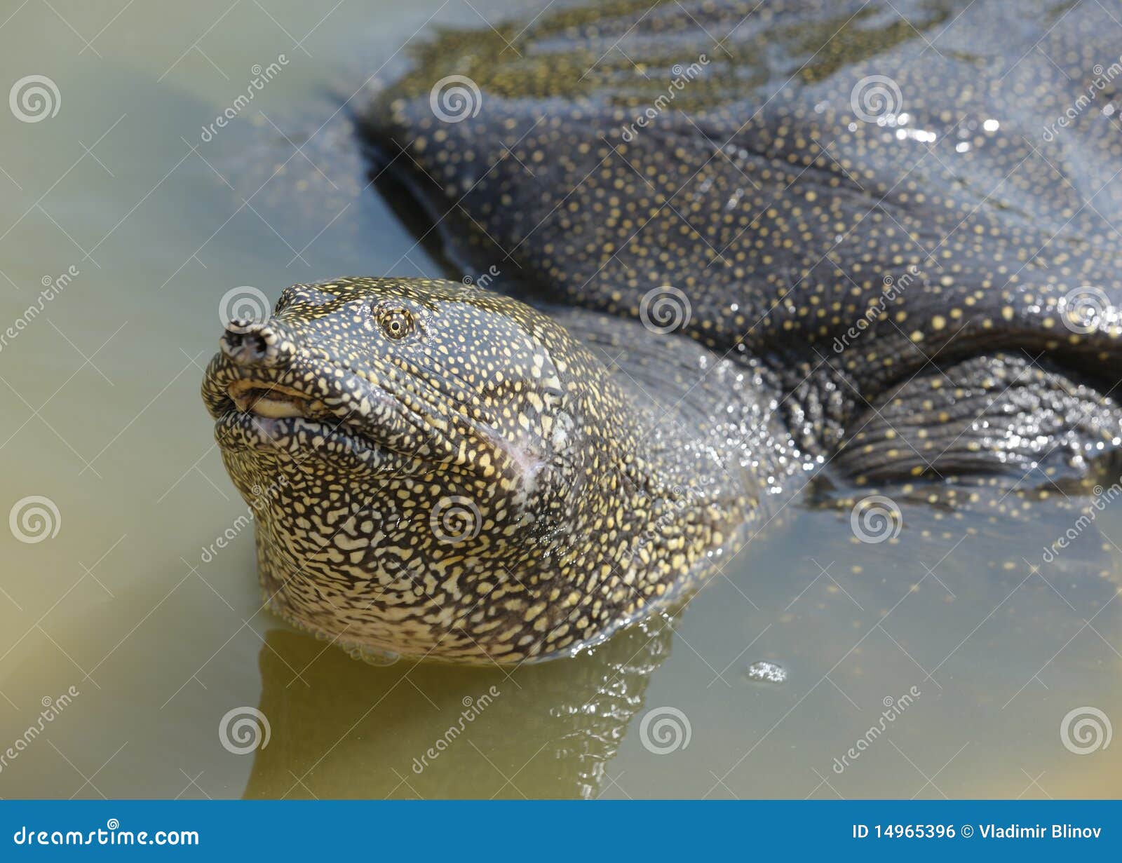 Nile Soft-skinned Turtle - Trionyx Triunguis - Climbs Onto The Stone ...