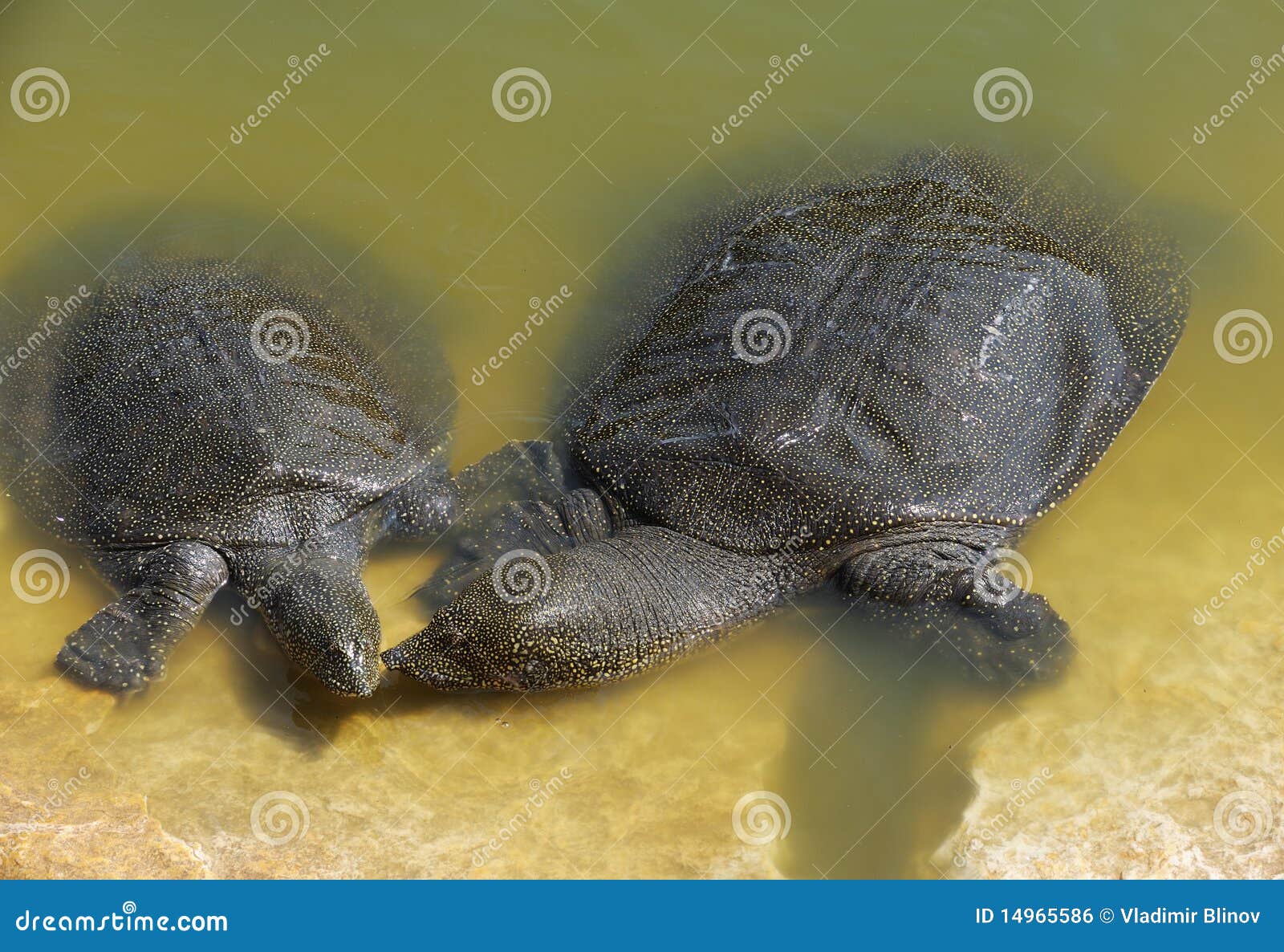 Nile Soft-shelled Turtle (Trionyx Triunguis) Stock Photo - Image of ...