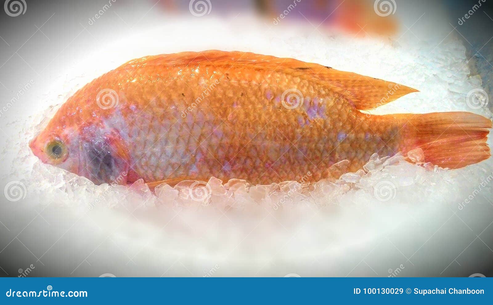 Nile tiapia stock image. Image of niketiapia, fish, ingradient - 100130029