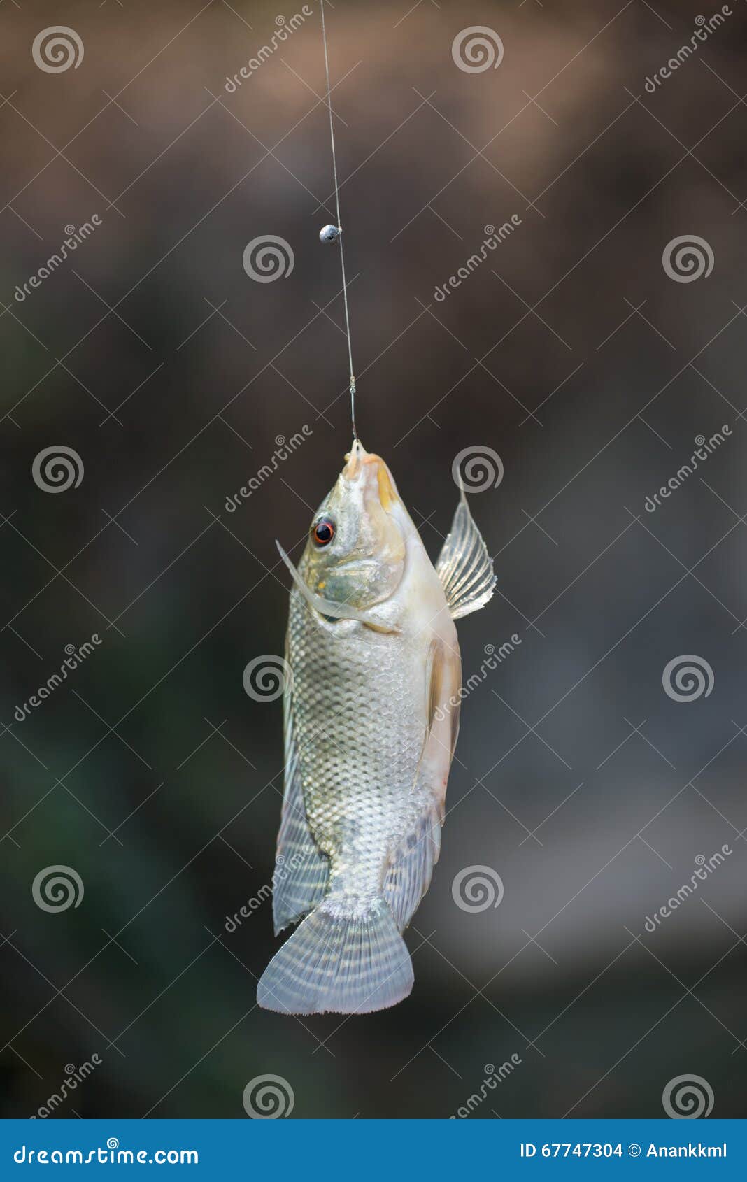Nile Tilapia Fish Hanging on Hook Stock Photo - Image of mango, food ...