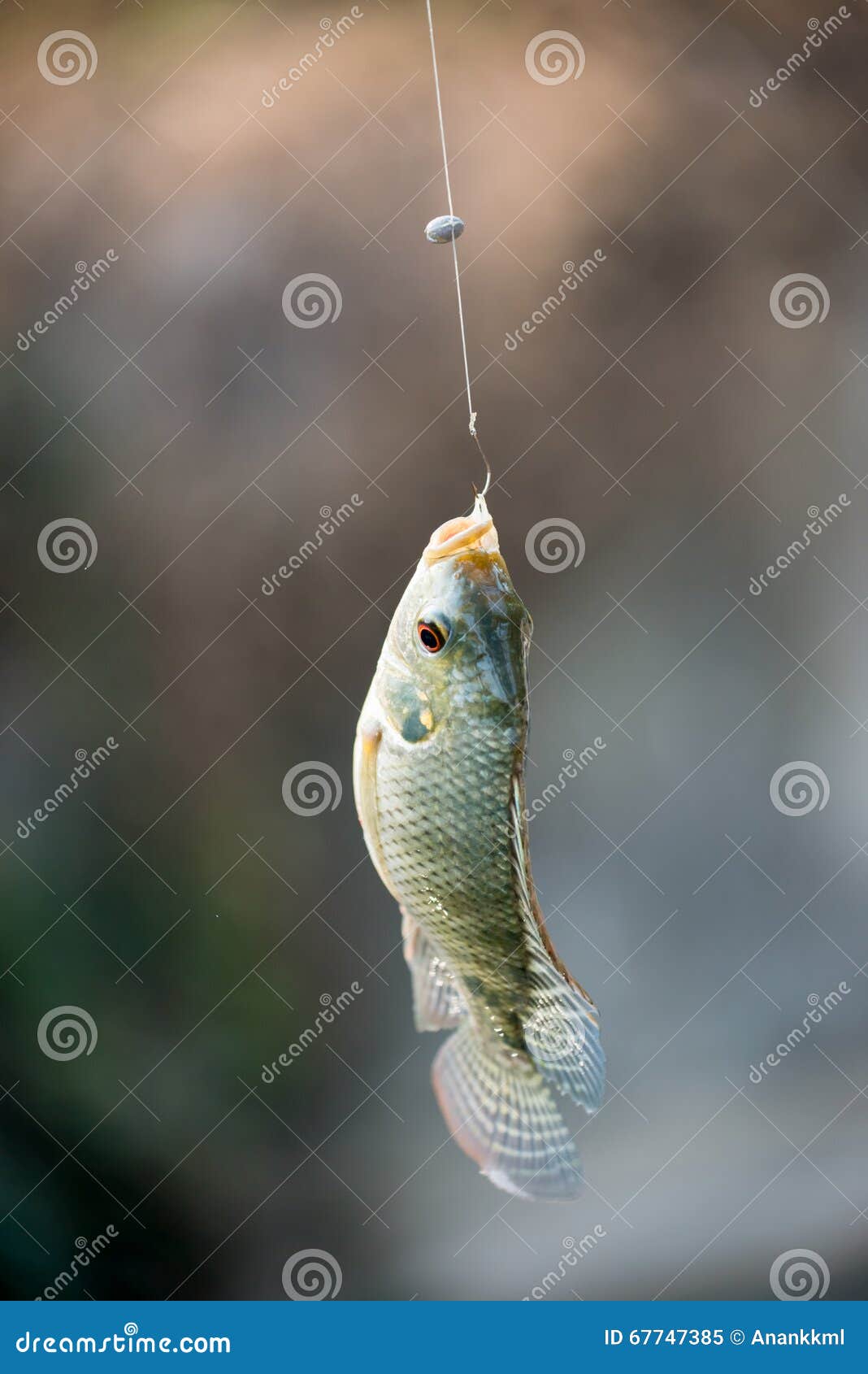 Nile Tilapia Fish Hanging on Hook Stock Image - Image of nilotica ...