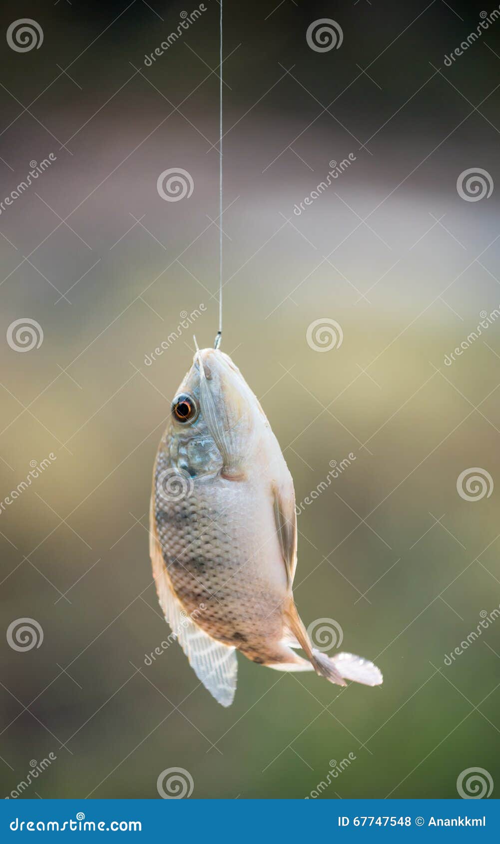Nile Tilapia Fish Hanging on Hook Stock Photo - Image of catch, mouth ...
