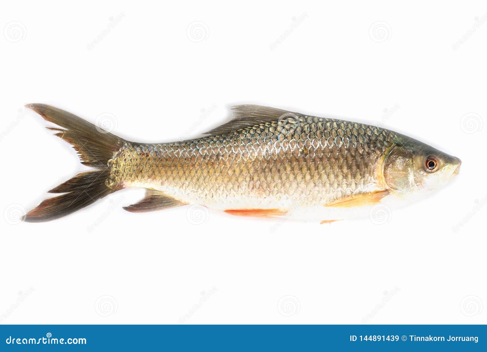 Nile Tilapia Fish Isolated on White Background, Fish Meat. Yisok Fish ...
