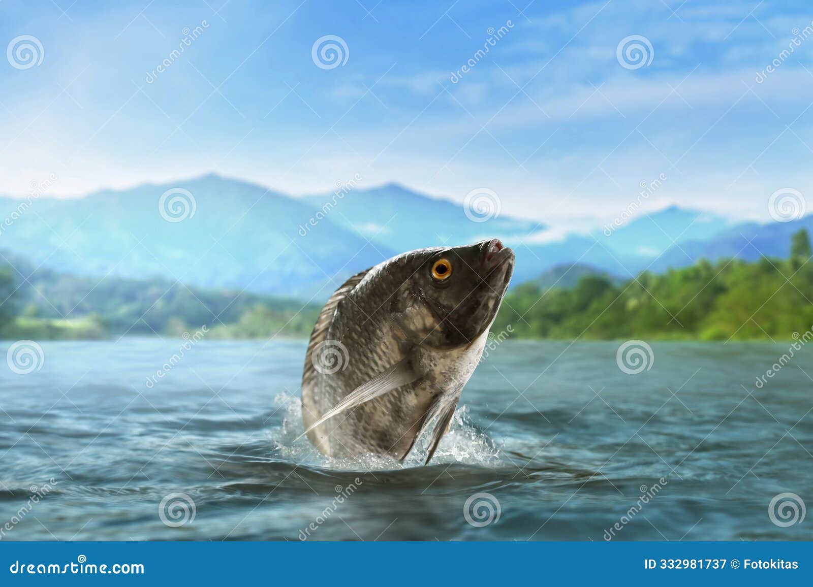 Nile Tilapia Fish Jump Out of Water Stock Image - Image of blue ...