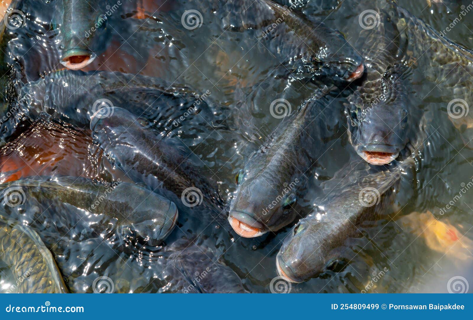 Nile Tilapia Floated Near the Water Surface in the Pond Stock Image ... Nile Tilapia Floated Near the Water Surface in the Pond Stock Image ...
