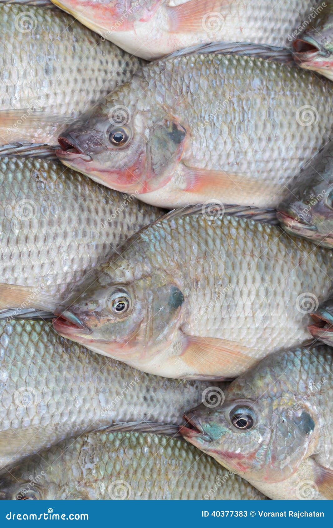 Nile Tilapia stock image. Image of nilotica, close, freshness - 40377383