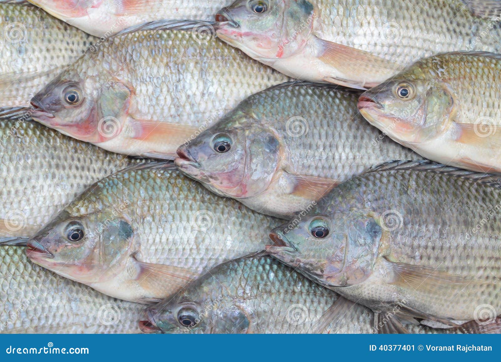 Nile Tilapia stock image. Image of fishery, close, mango - 40377401