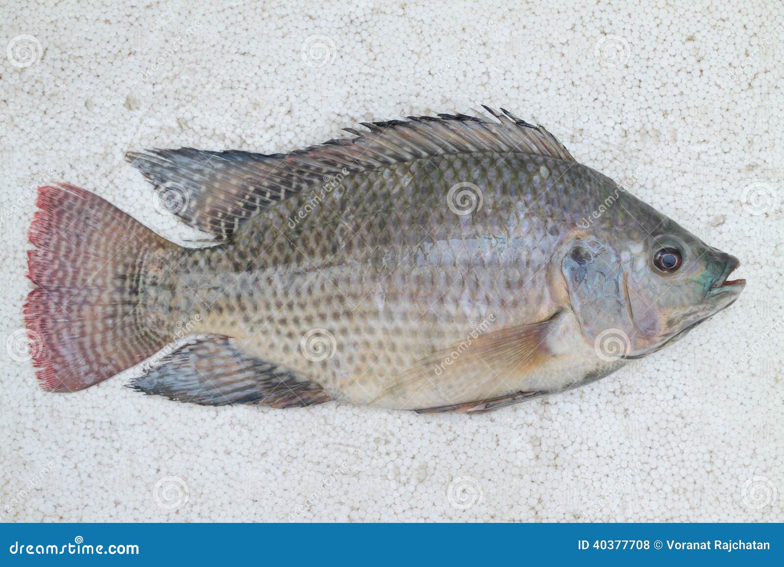 Nile Red Tilapia Fish Royalty-Free Stock Photo | CartoonDealer.com ...