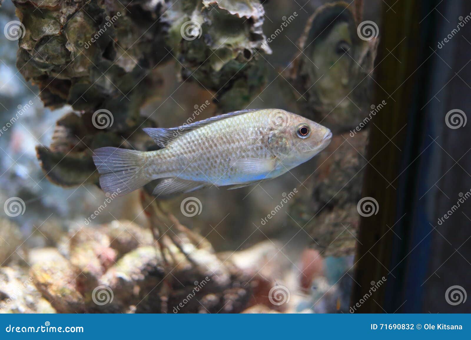 Nile Tilapia or Mango Fish or Nilotica Stock Photo - Image of aquarium ...