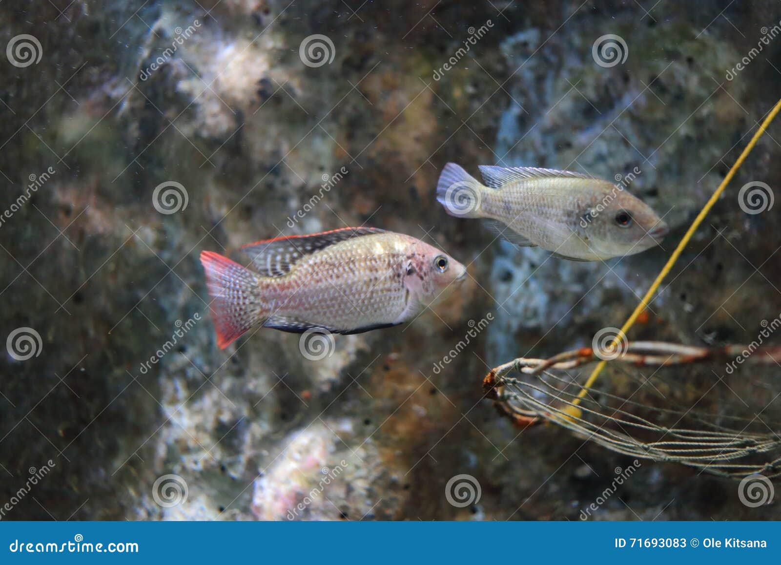 Nile Tilapia or Mango Fish or Nilotica Stock Image - Image of local ...