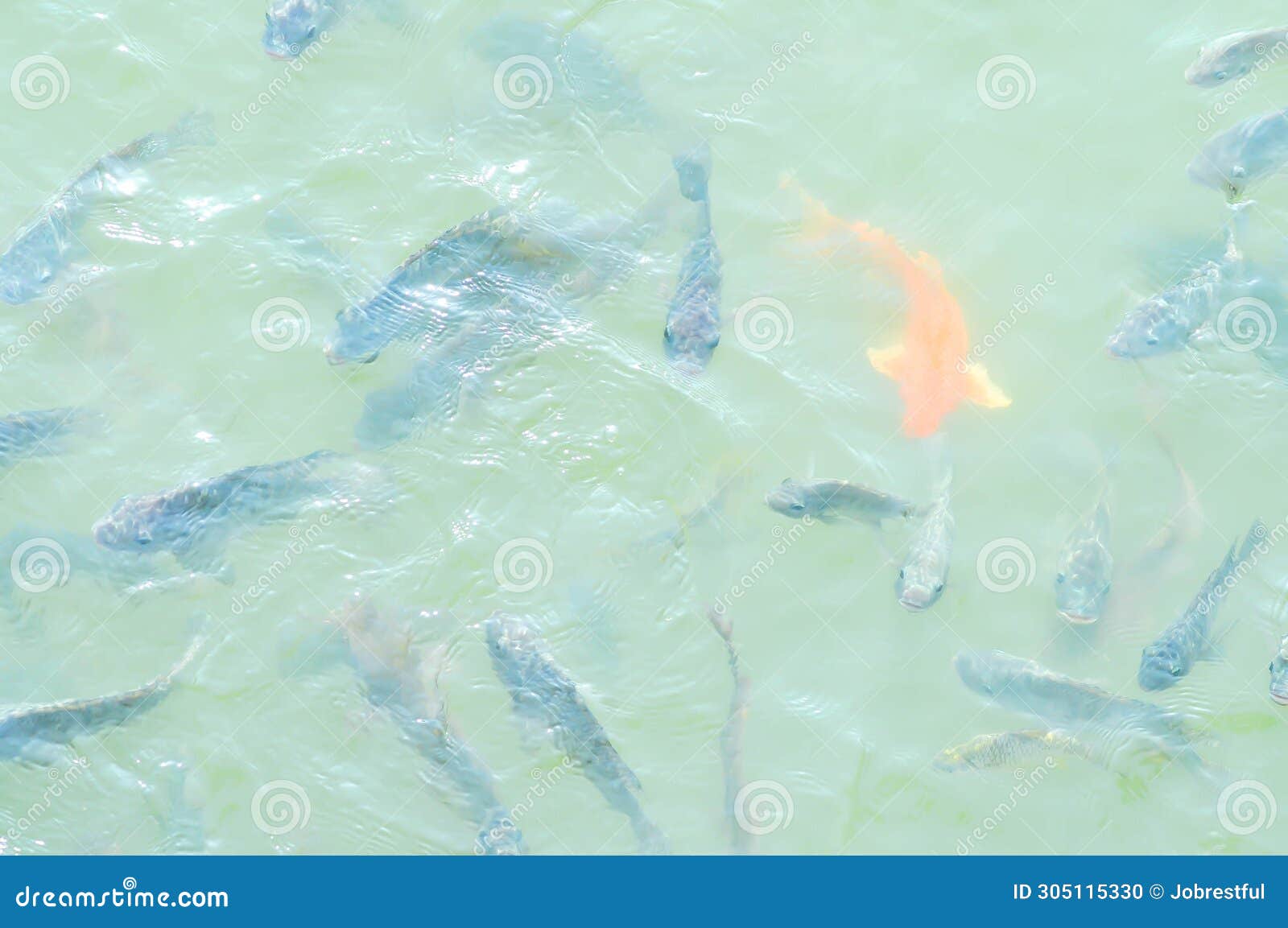 Nile Tilapia., Oreochromis Niloticus ,Linnaeus and Carp Stock Photo ...