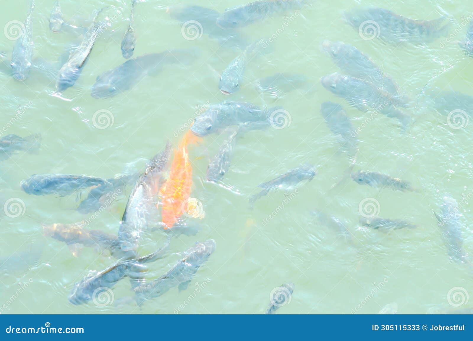 Nile Tilapia., Oreochromis Niloticus ,Linnaeus and Carp Stock Image ...