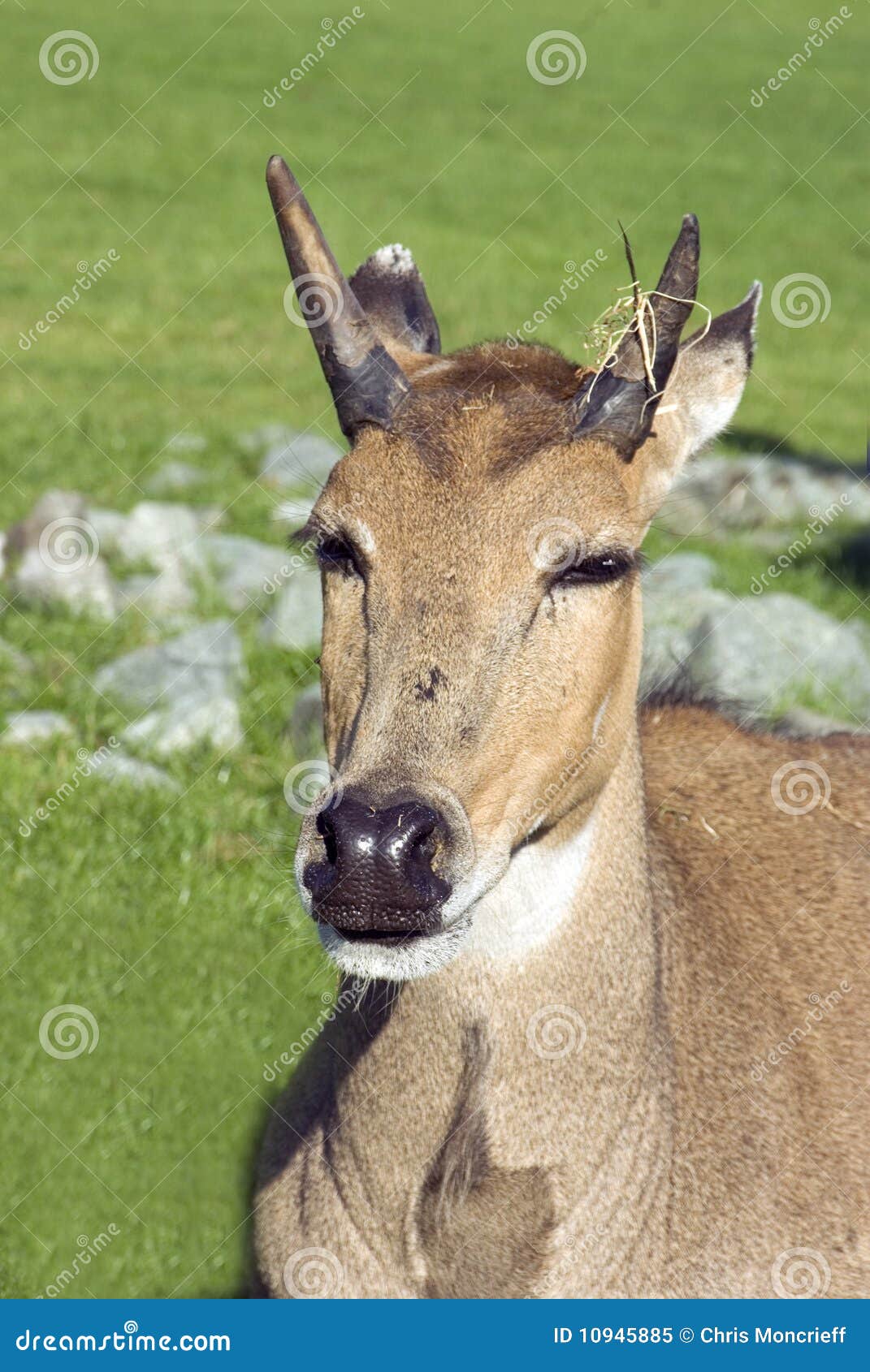 Nilgai stock image. Image of bulls, asiatic, nilgais - 10945885