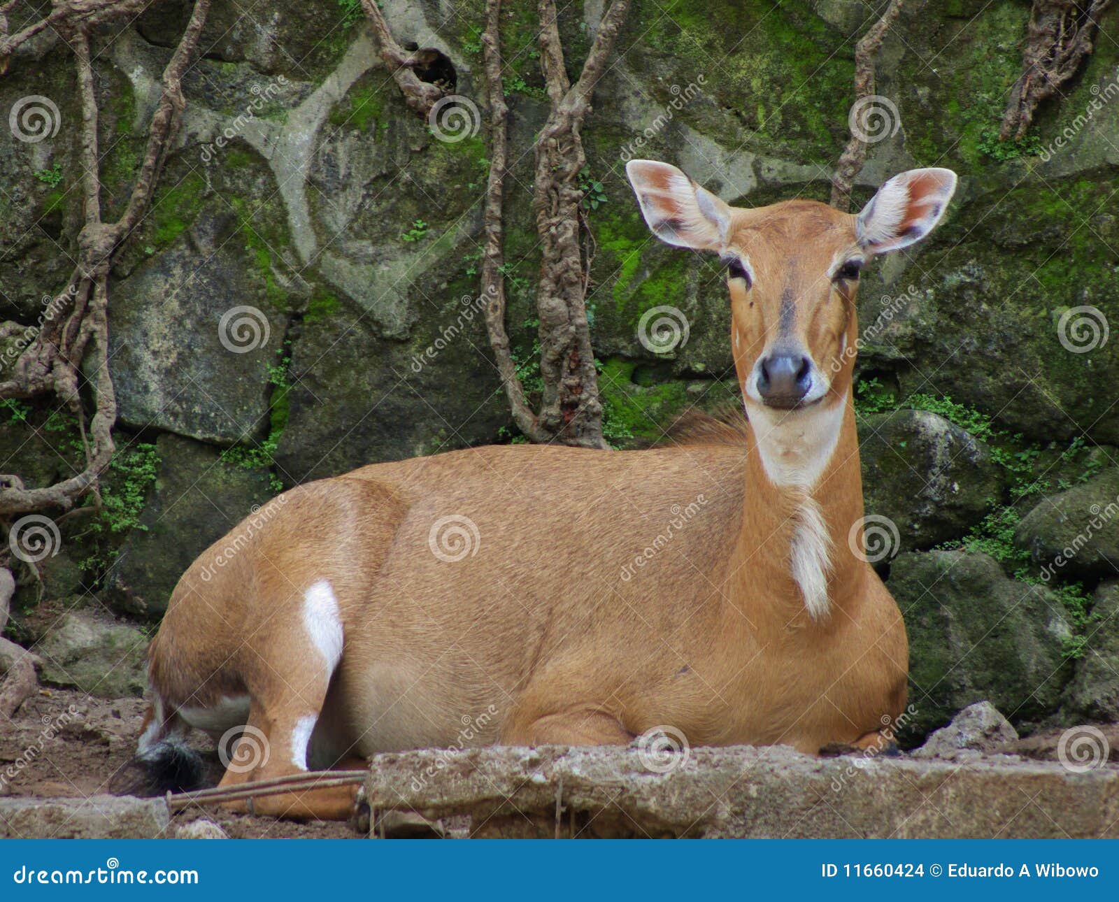 Nilgai stock photo. Image of gembira, tragocamelus, asian - 11660424