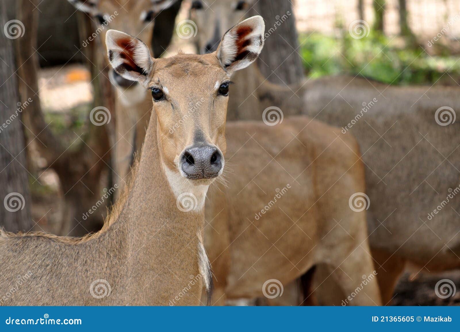Nilgai stock image. Image of national, nilgai, wroclaw - 21365605