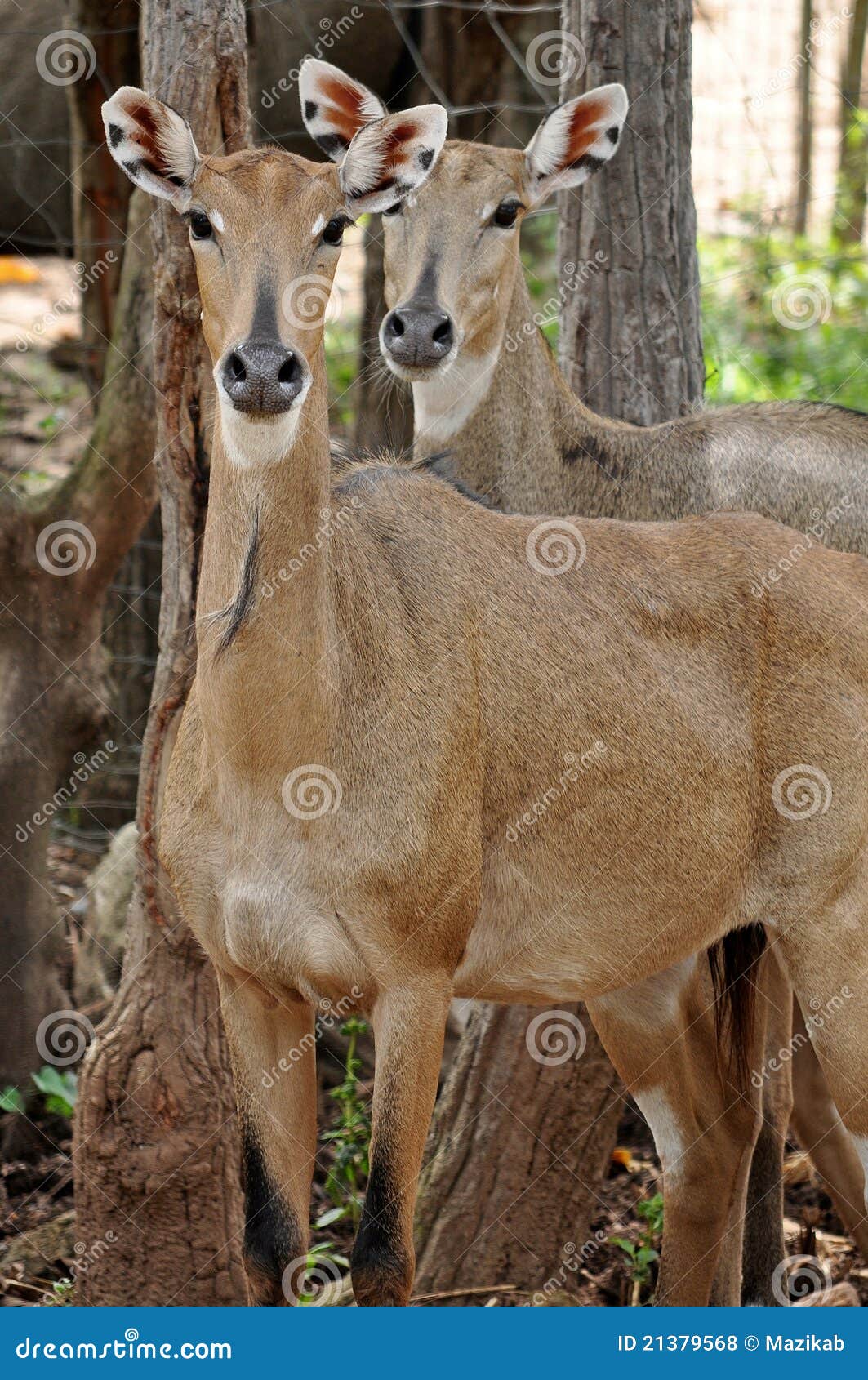 Nilgai stock photo. Image of animal, wroclaw, antelope - 21379568