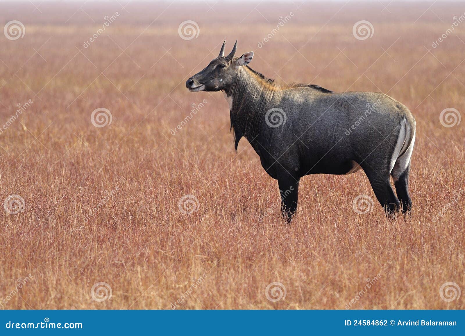 Nilgai stock photo. Image of famous, hunting, india, lovely - 24584862