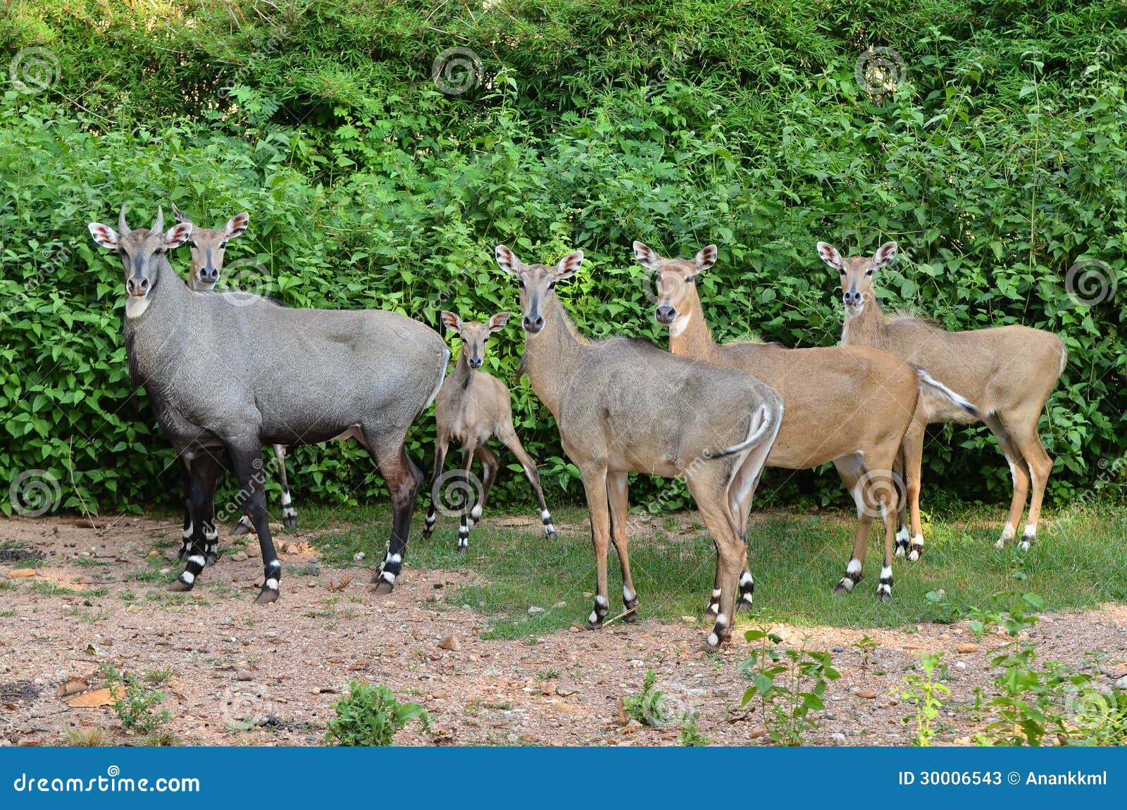 Nilgai stock image. Image of ungulate, nature, antelope - 30006543