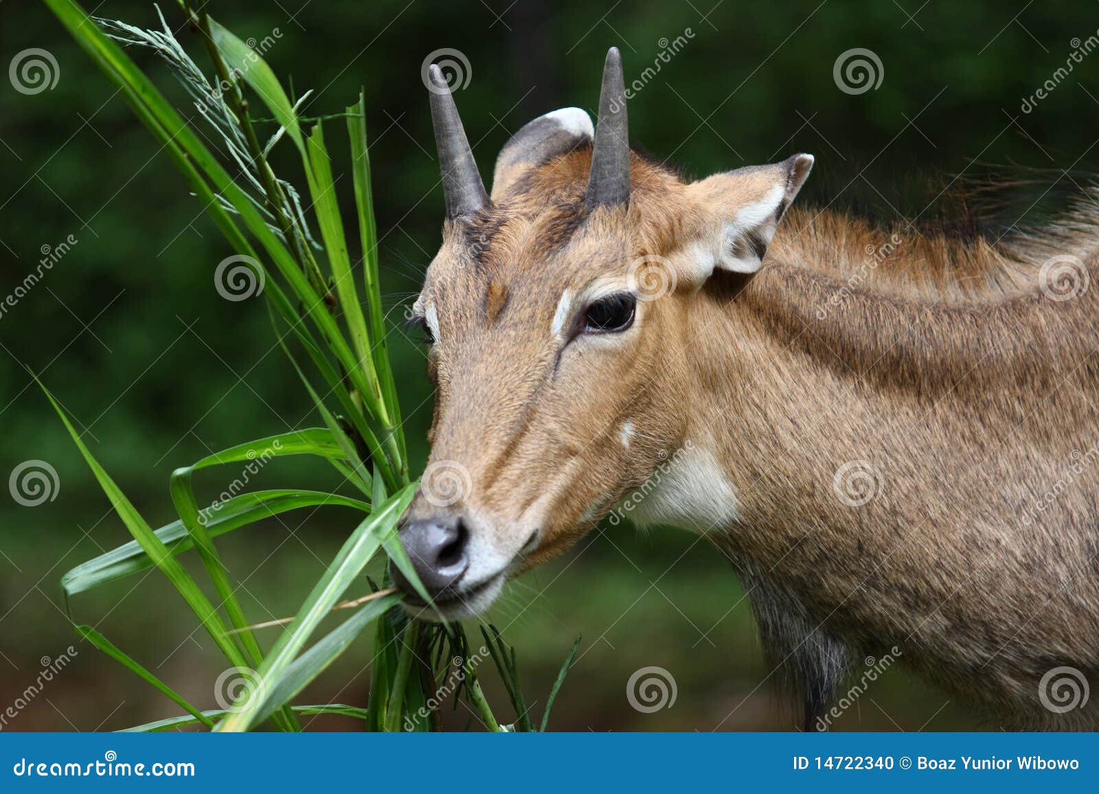 Nilgai Antelope stock photo. Image of asiatic, animals - 14722340