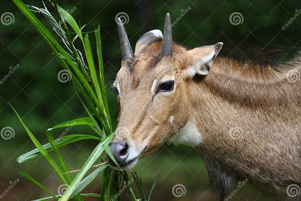 Nilgai Antelope stock photo. Image of asiatic, animals - 14722340