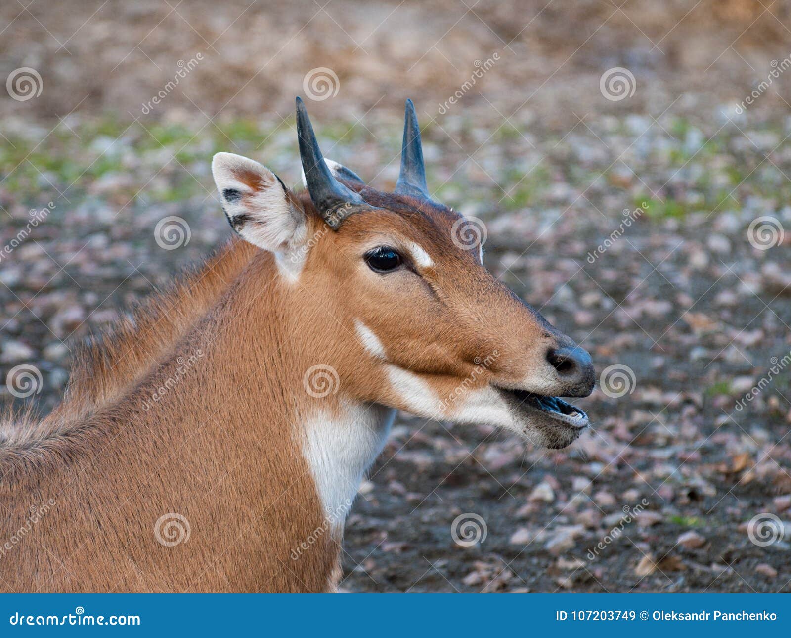 Nilgai antelope close-up stock image. Image of speed - 107203749