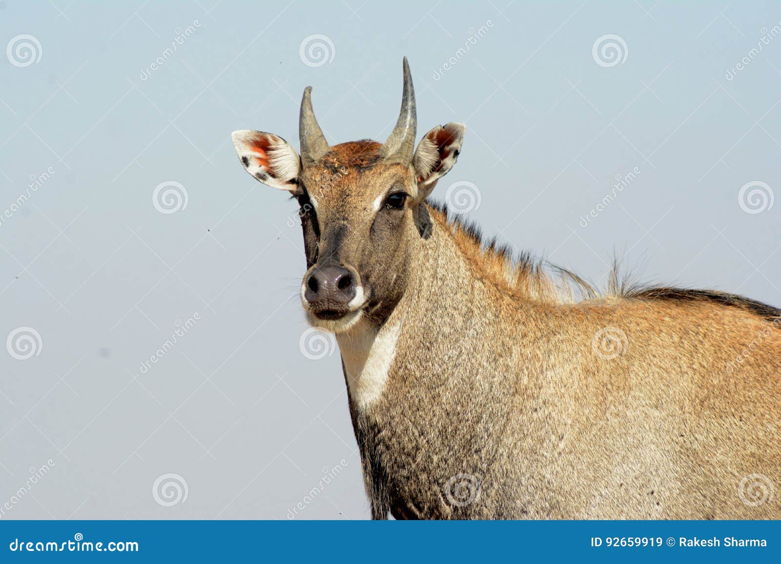 Nilgai - Blauwe Stier Van India Stock Afbeelding - Image of dieren ...