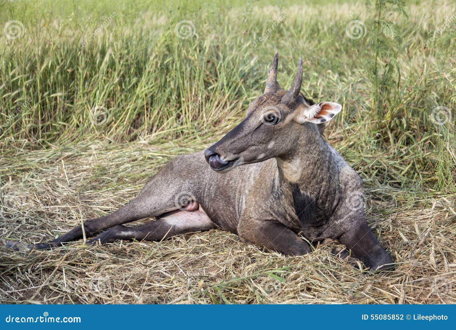 Nilgai Blue Cow Image And Wallpaper.Nilgai Antelope, Boselaphus ...
