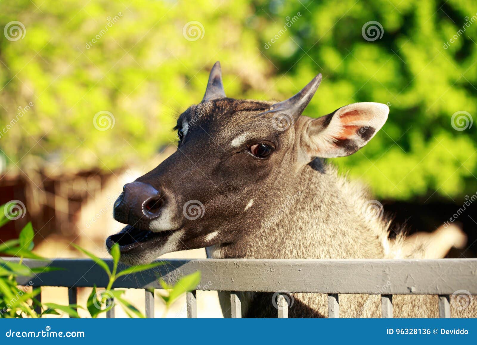 Nilgai or blue bull stock photo. Image of mammalia, boselaphus - 96328136