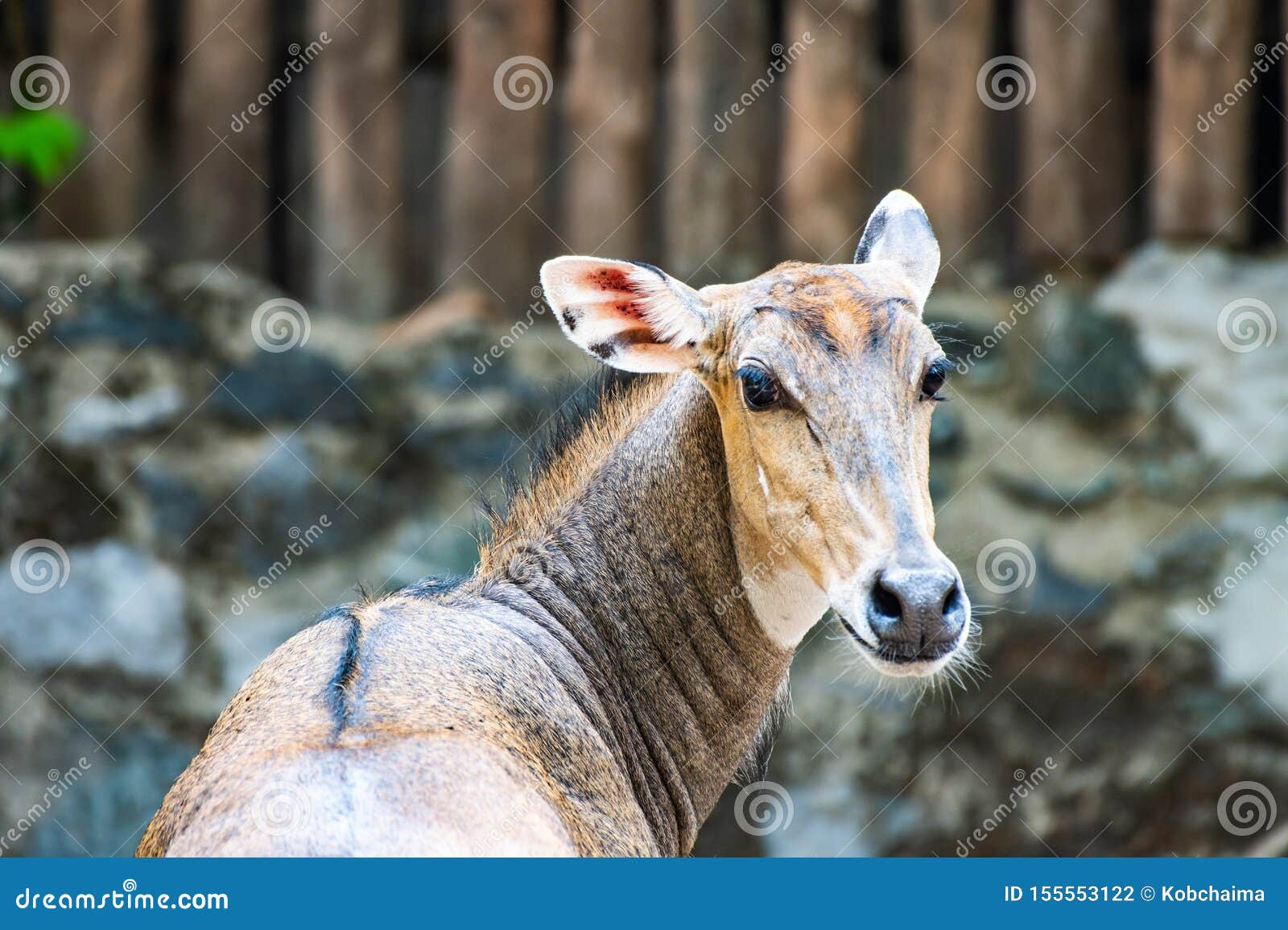 The nilgai or blue bull stock photo. Image of animal - 155553122