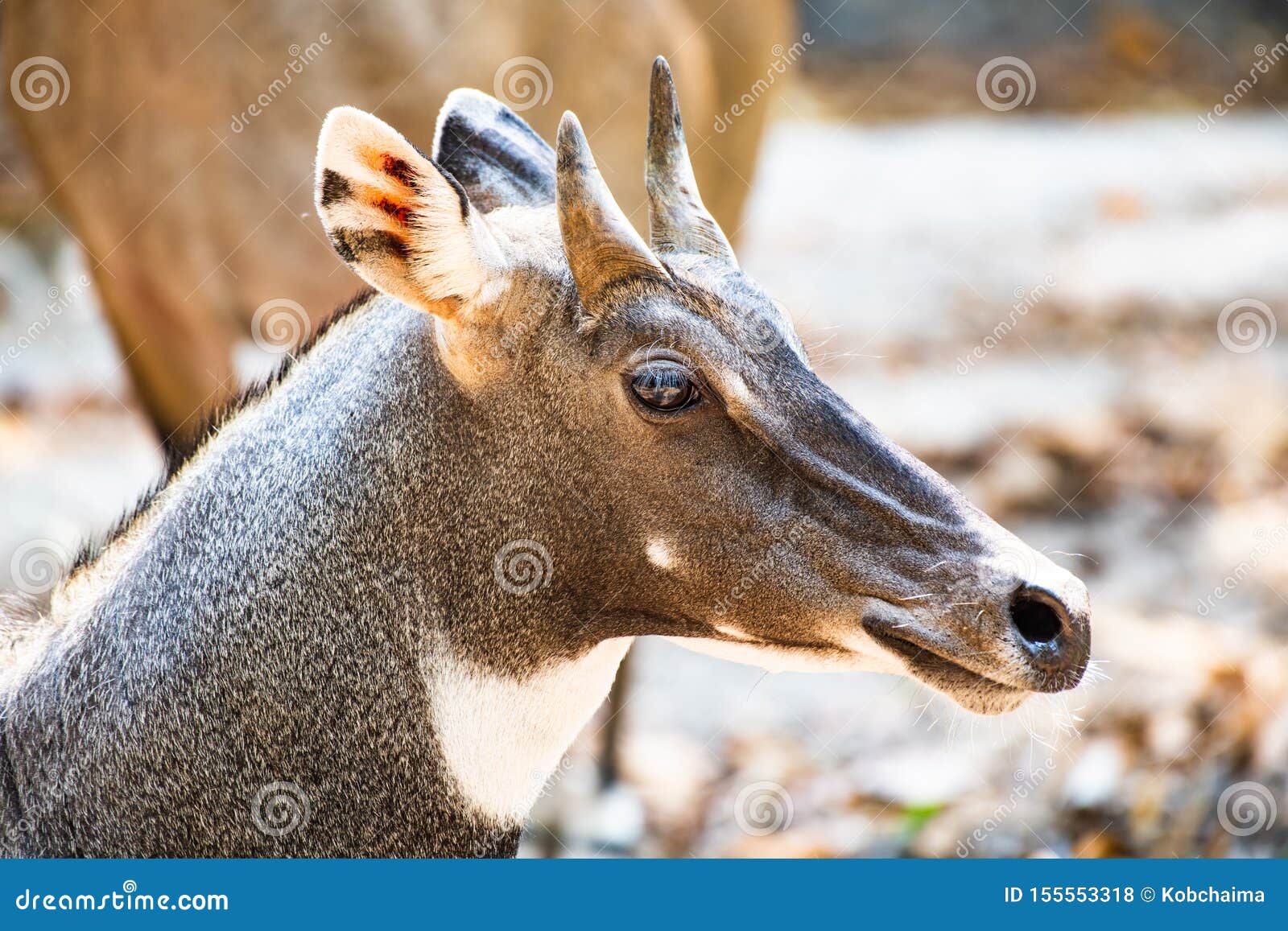 The nilgai or blue bull stock photo. Image of destination - 155553318