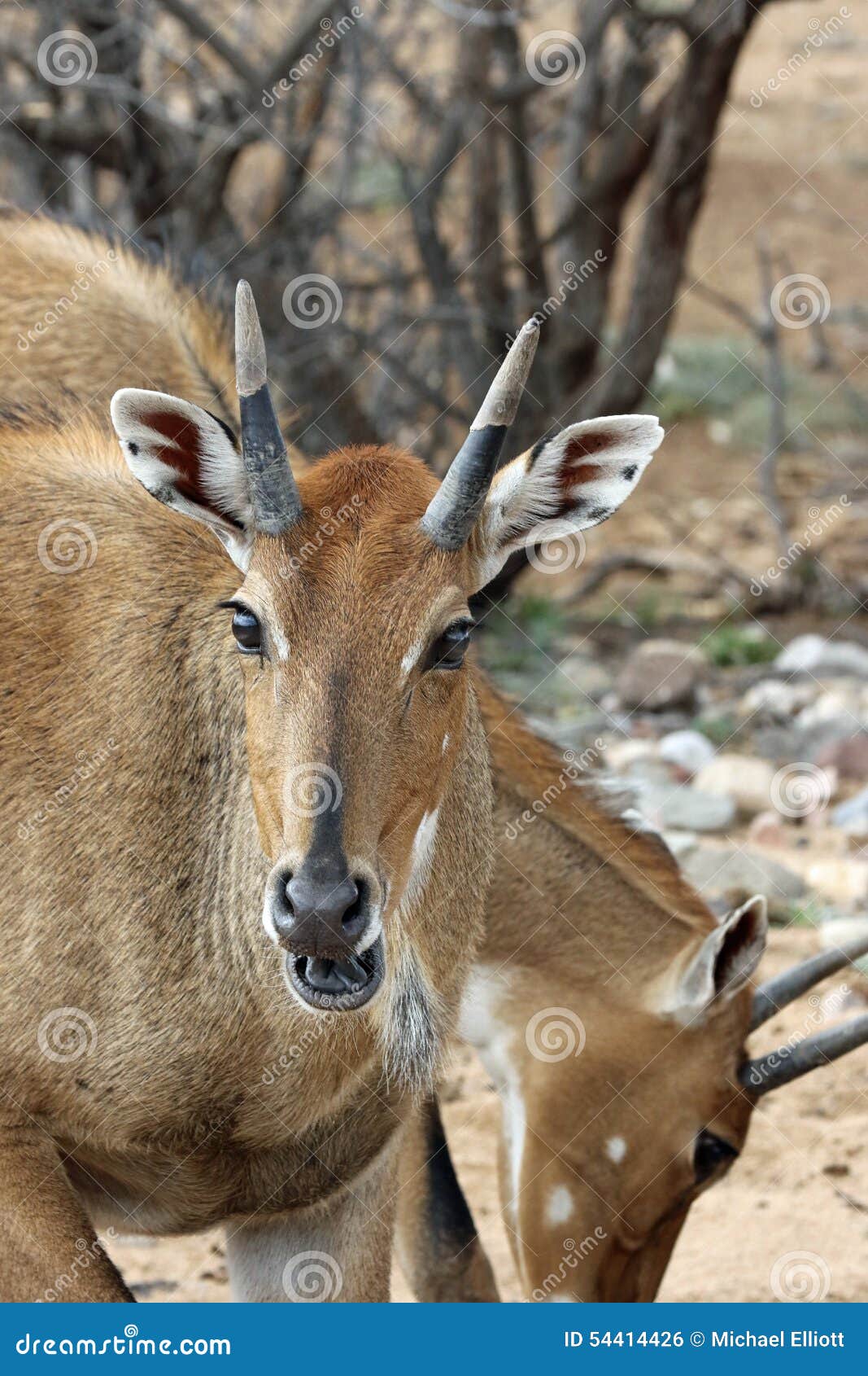 Nilgai stock photo. Image of endangered, diurnal, pakistan - 54414426