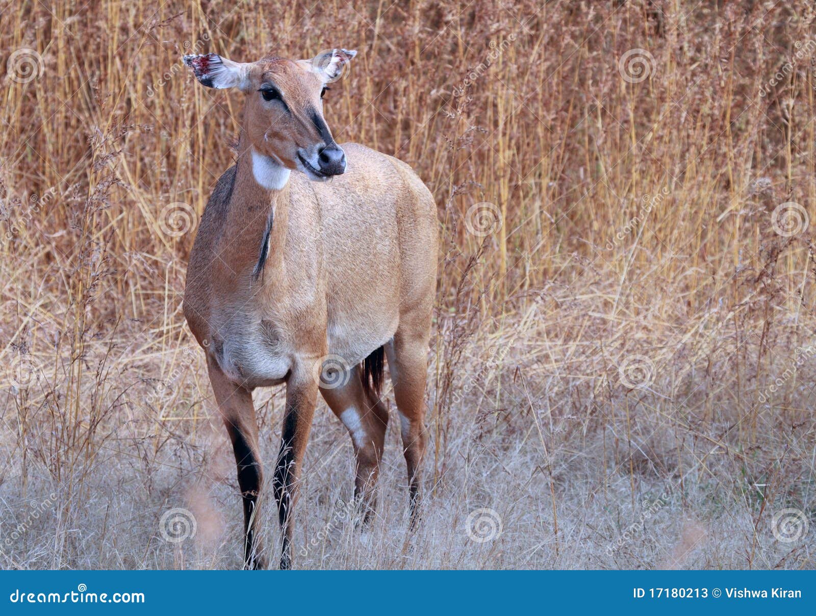 Nilgai in the Gir forest stock image. Image of indian - 17180213
