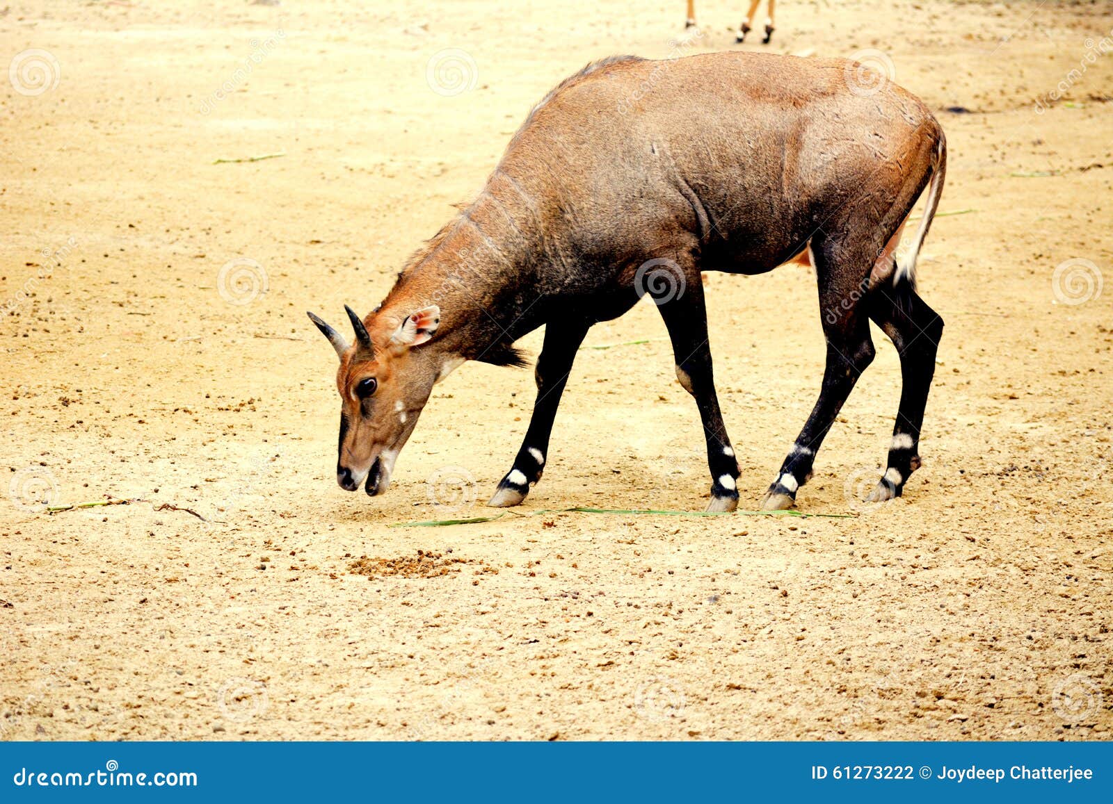 Nilgai stock photo. Image of indian, grazing, nilgai - 61273222