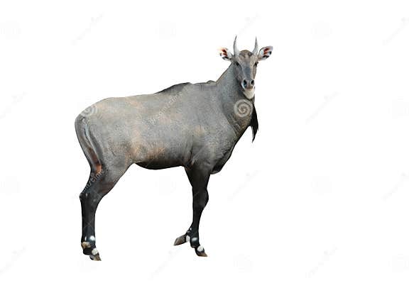 Nilgai isolated stock image. Image of horns, wildlife - 18333145