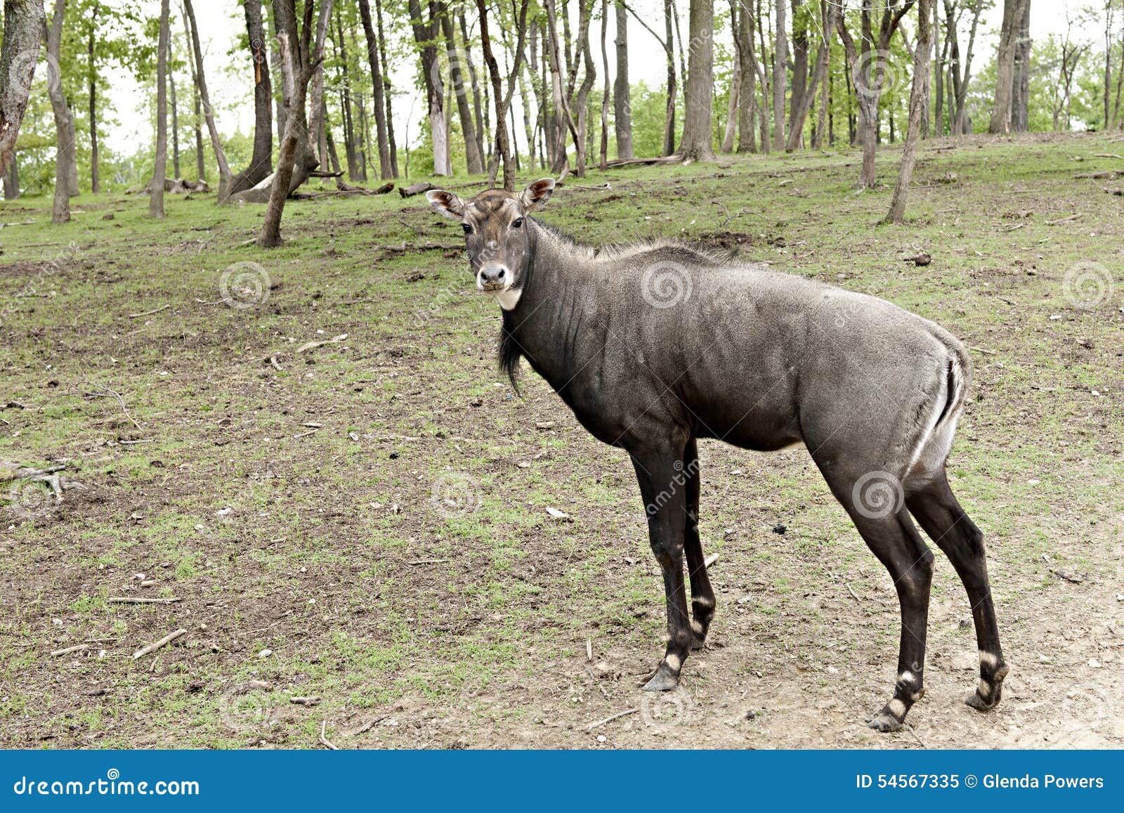 Nilgai Looking at You stock image. Image of adult, ears - 54567335