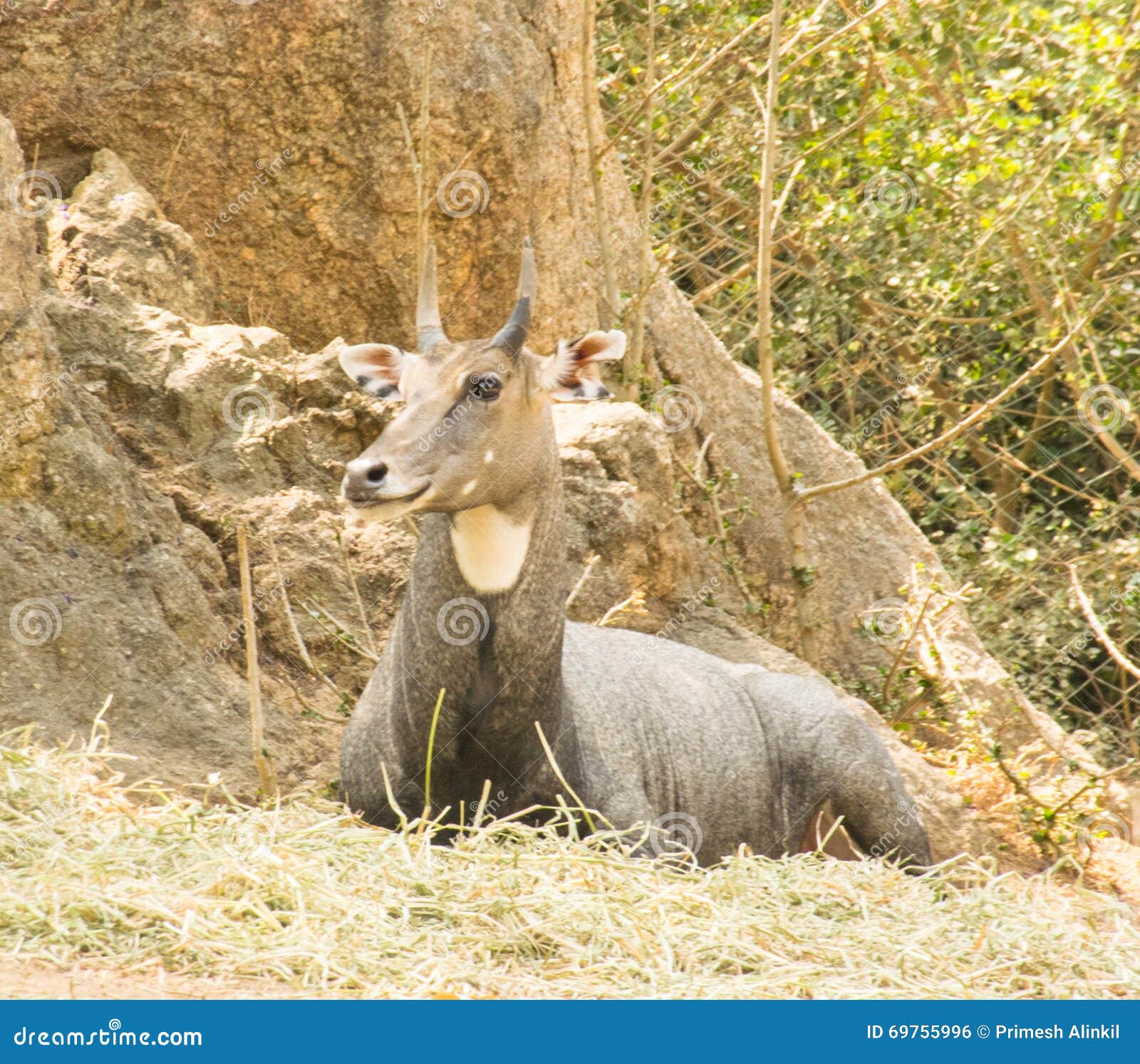 Nilgai(Boselaphus Tragocamelus) Stock Photo - Image of vegetarian ...