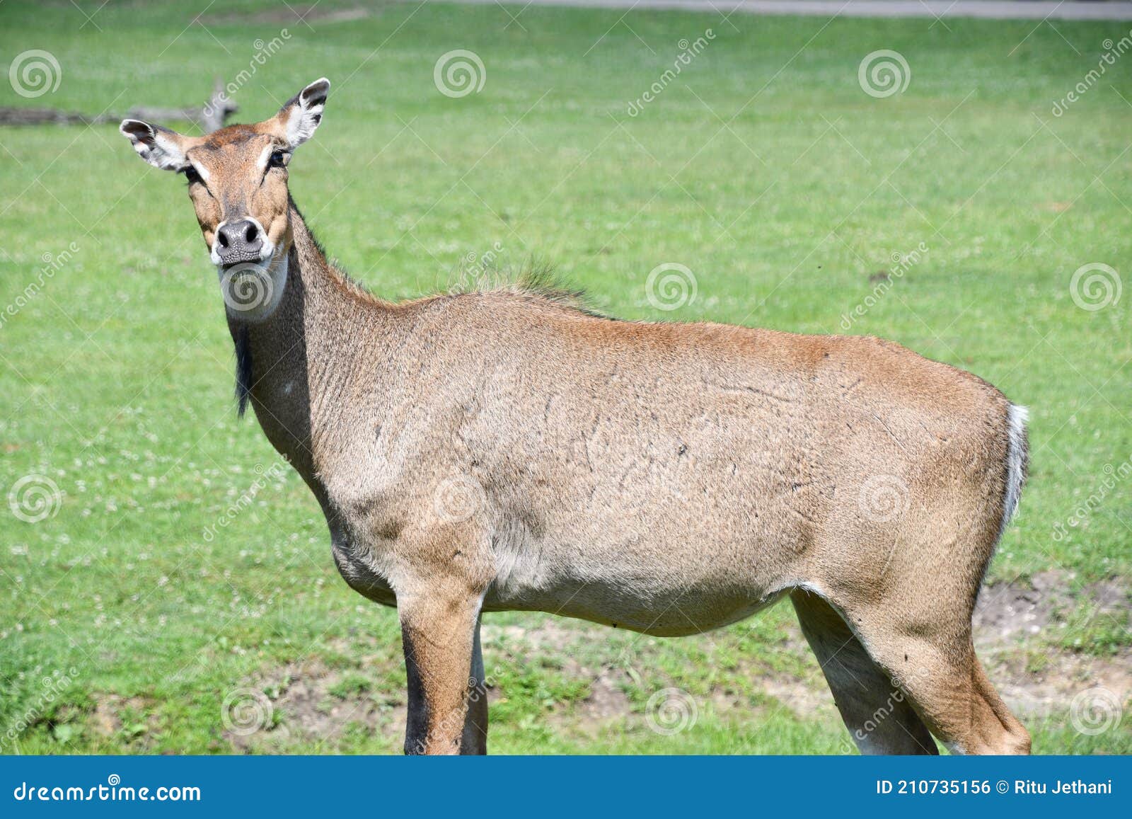 Nilgai stock photo. Image of nilgau, fauna, color, natural - 210735156
