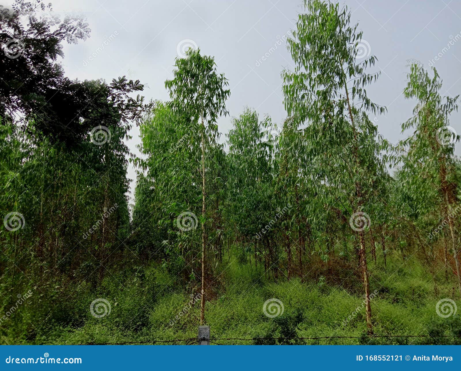 Nilggiri or Eucalyptus Tree Farming in India Stock Image - Image of ...