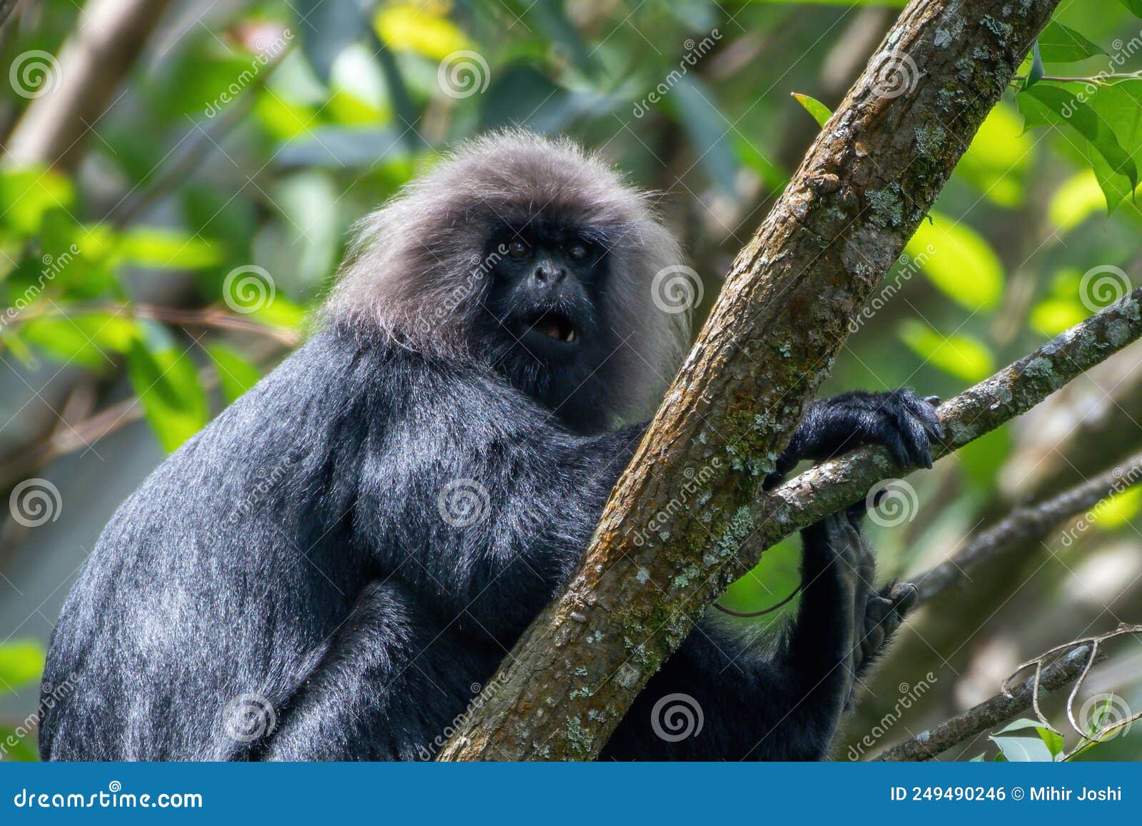 Nilgiri Langur - Trachypithecus Johnii Sitting On A Tree Branch With ...