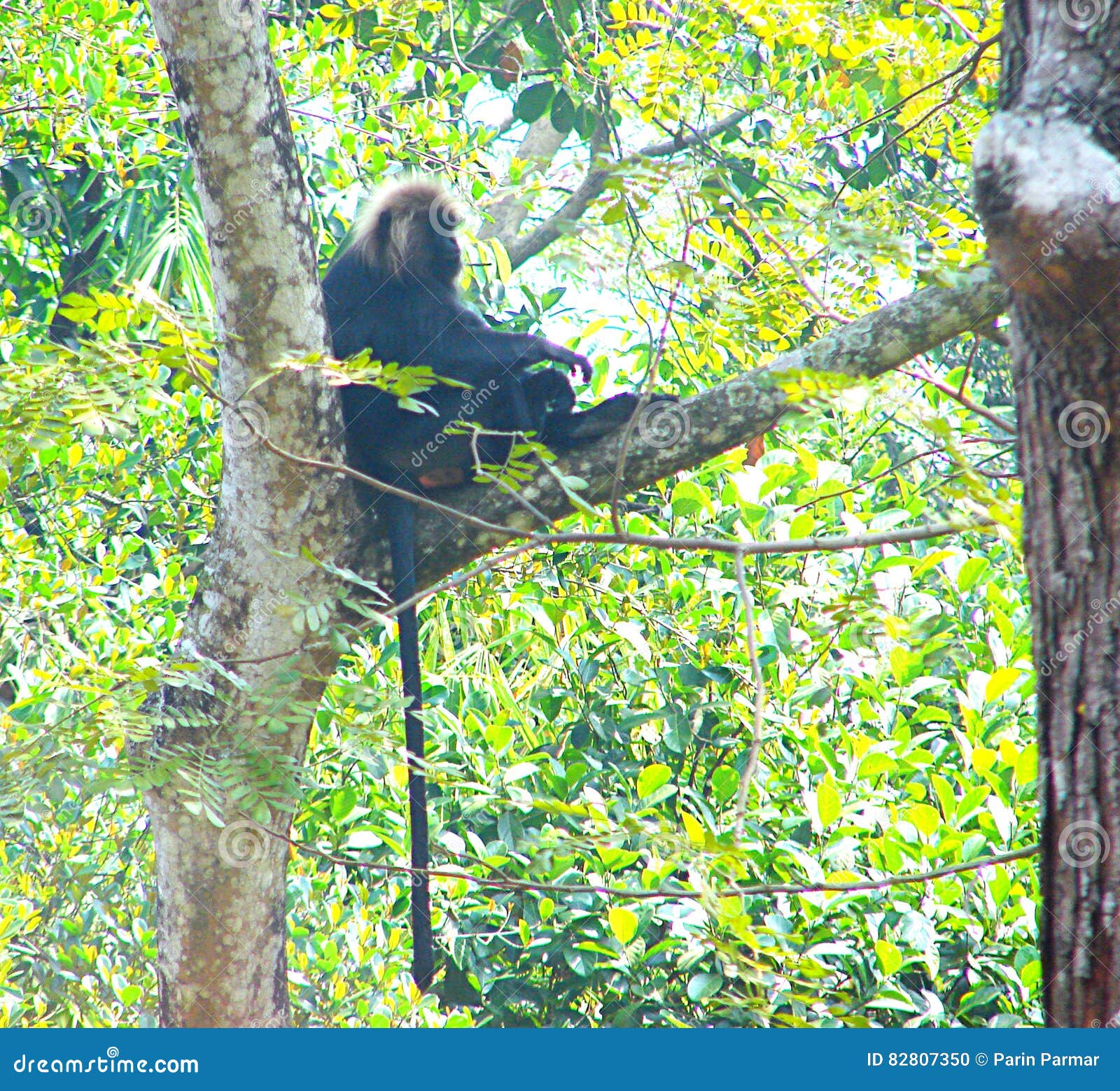 Nilgiri Langur - Trachypithecus Johnii Sitting on a Tree Branch with ...