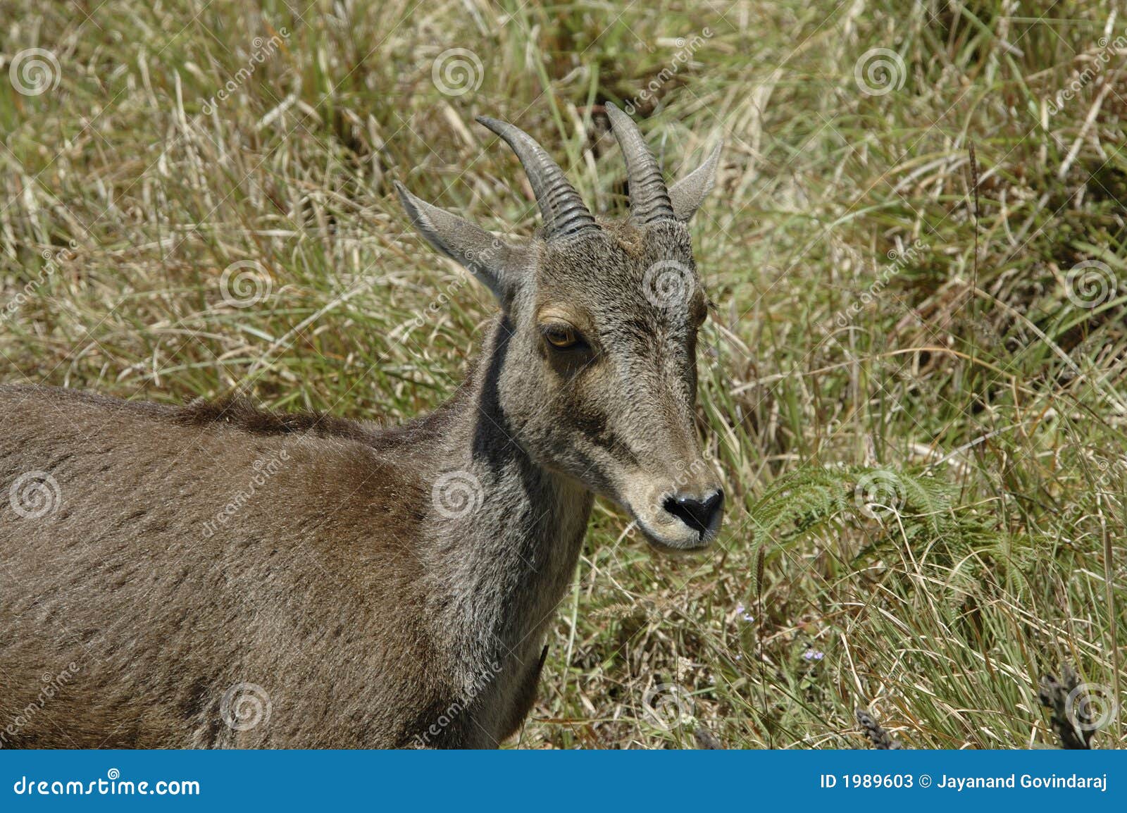 Nilgiri Tahr Picture. Image: 1989603