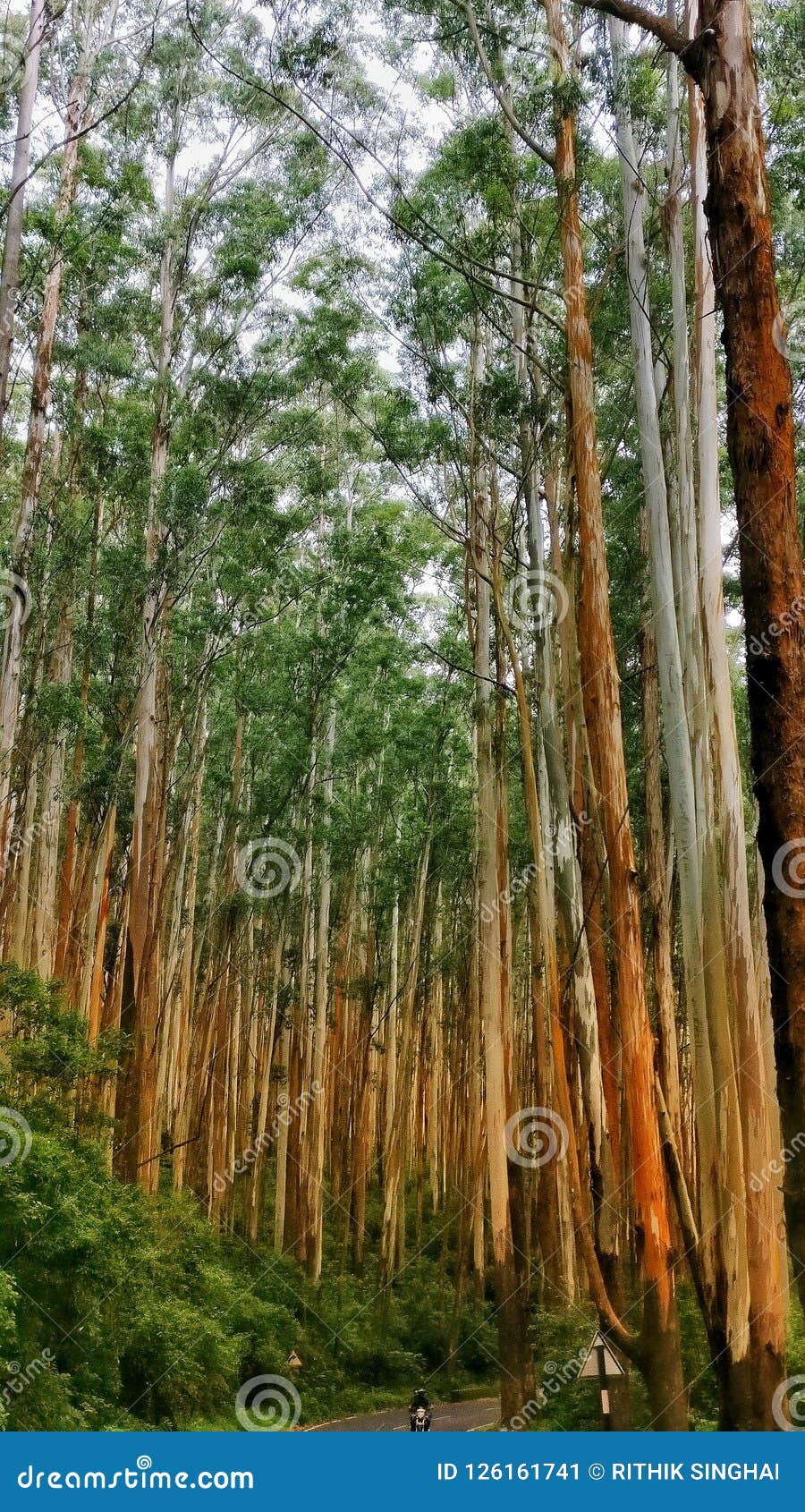 Nilgiri trees stock image. Image of nature, trees, nilgiri - 126161741