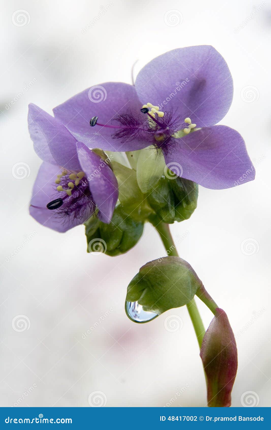 Nilima stock photo. Image of flower, murdannia, bluish - 48417002