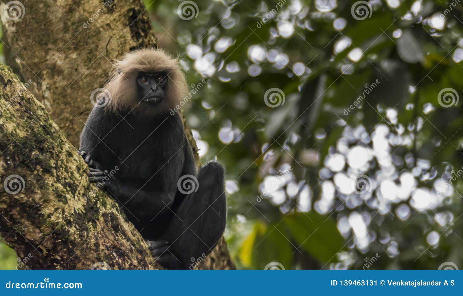 Nillgiri Langur or the Semnopithecus Johnii Stock Image - Image of ...