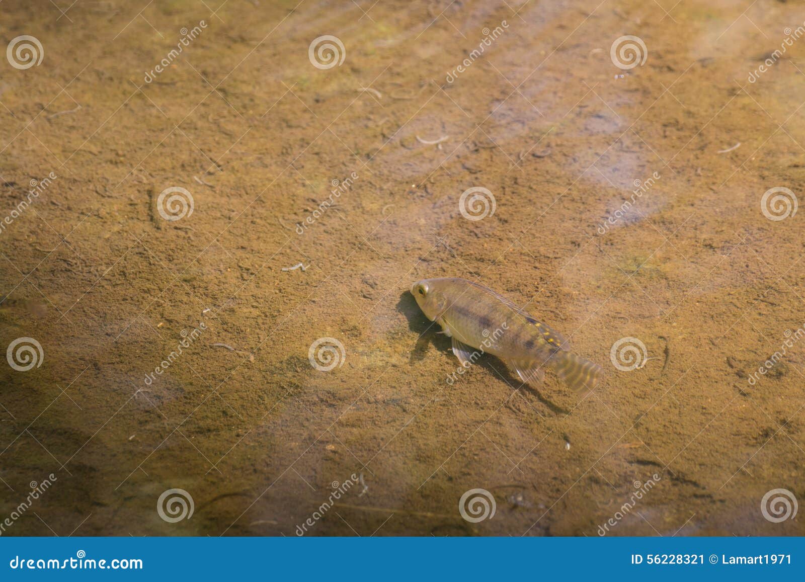 Nilotica Fish Swim in the River Stock Image - Image of oreochromis ...
