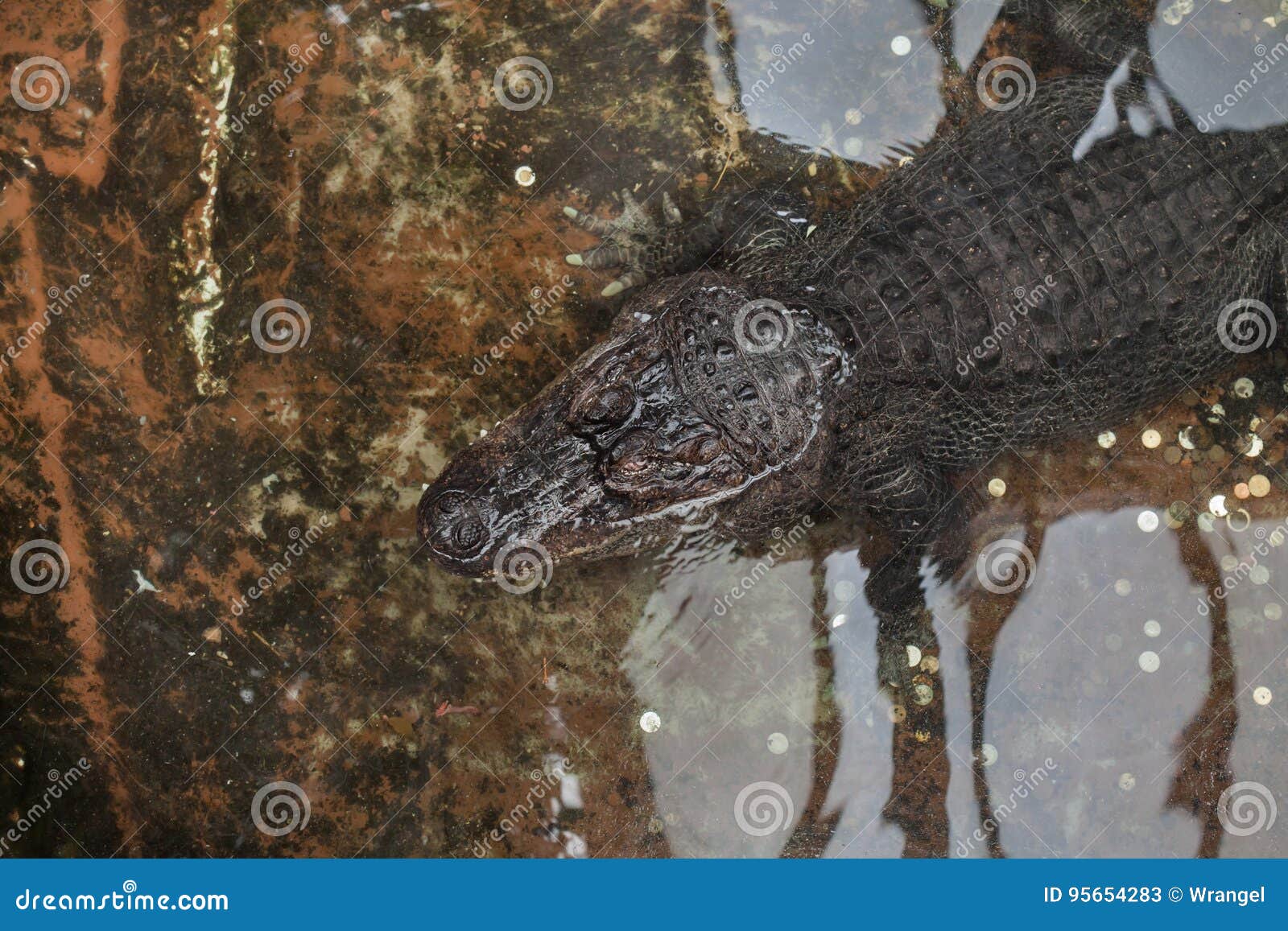 Niloticus Do Crocodylus Do Crocodilo Do Nilo Imagem de Stock - Imagem ...