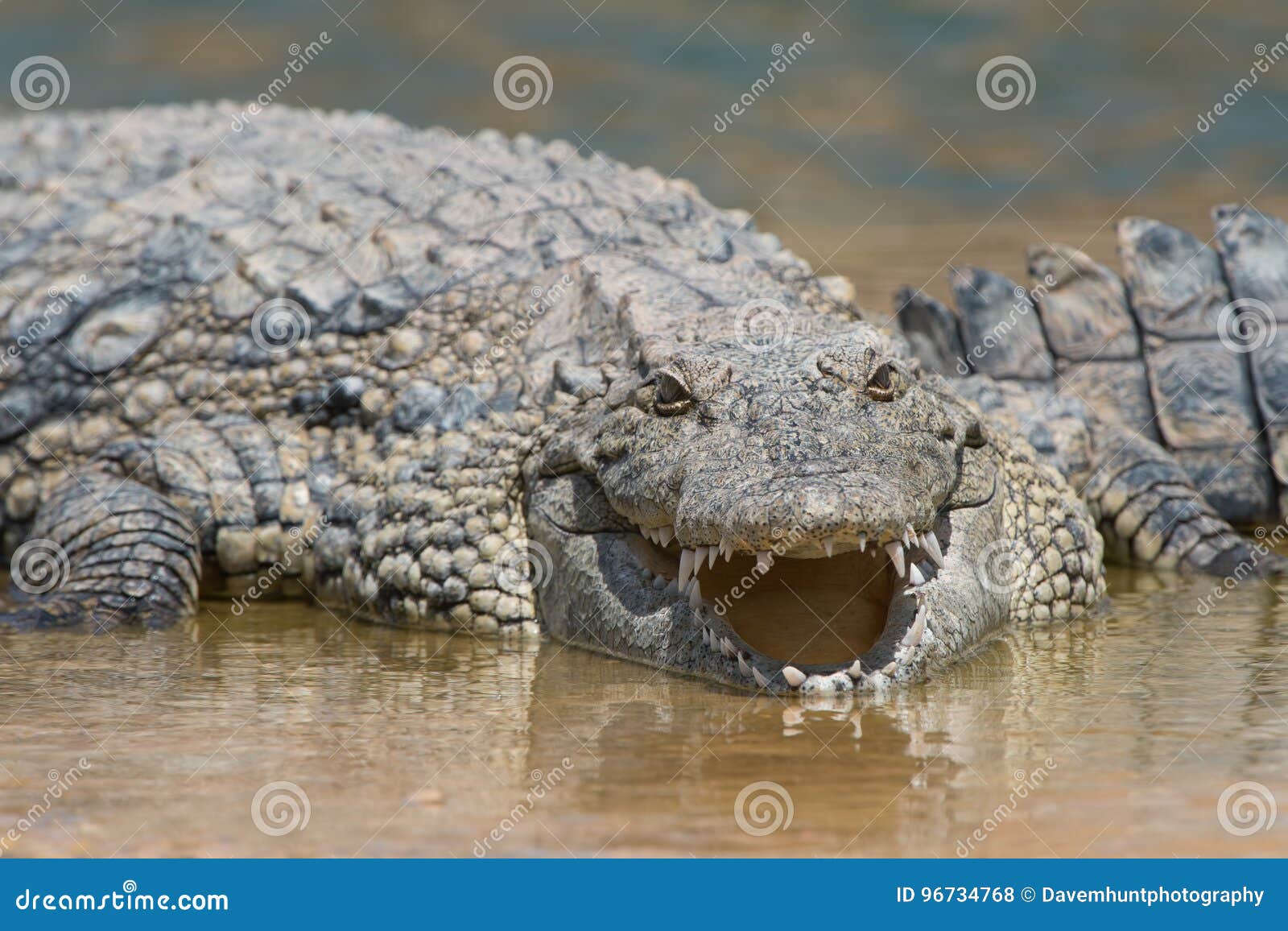 Niloticus Do Crocodylus Do Crocodilo Do Nilo Foto de Stock - Imagem de ...