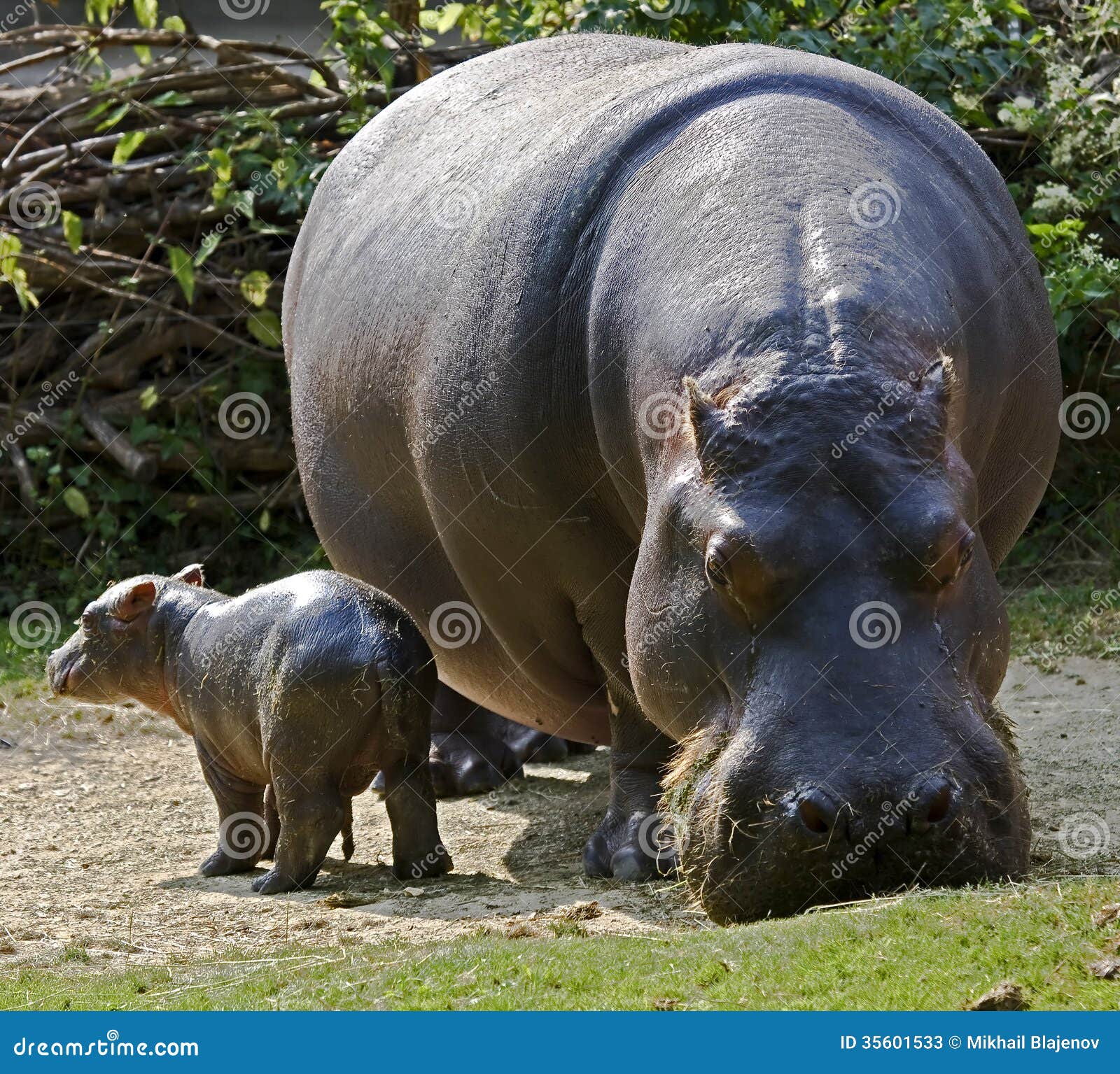 Nilpferd 10 stockbild. Bild von wild, porträt, sturzflug - 35601533